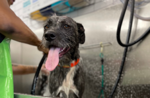 The Secret To Soft Paws This Season: Petbar's Pup Polish Add-On